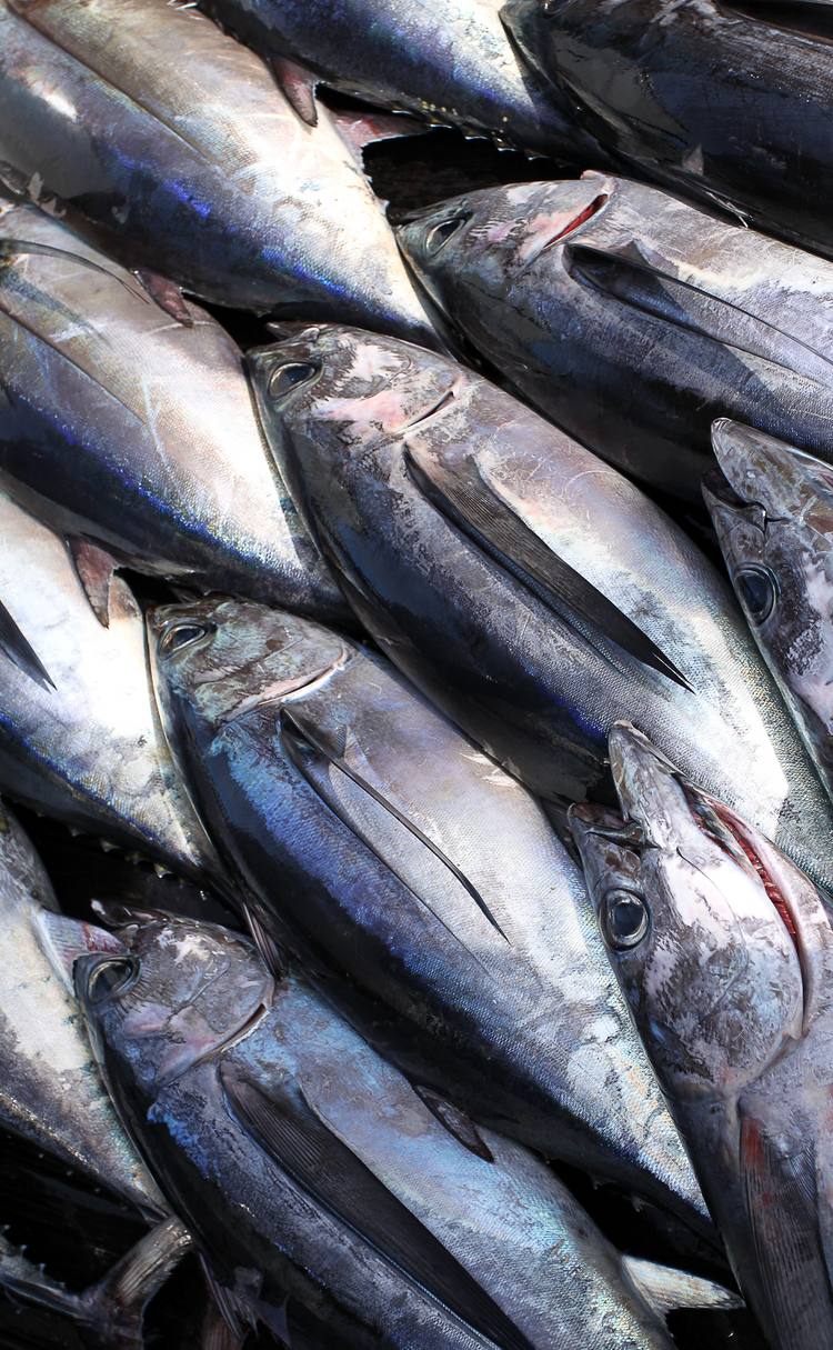 About Us | Why and How We Sell Canned Tuna & Salmon – American Tuna